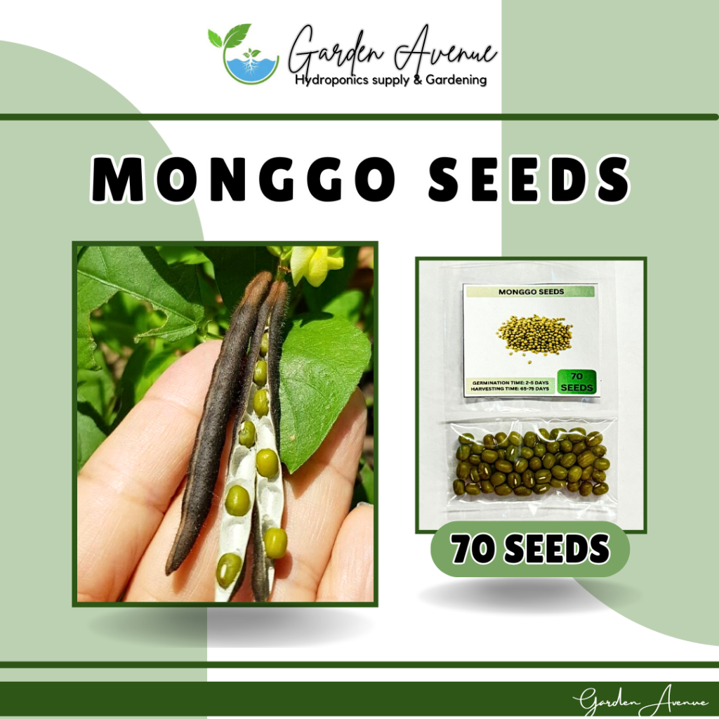 SULIT PACK! MONGGO SEEDS/MUNGBEANS (70 pcs seeds) HIGH YIELD/EASY TO GROW - FOR PLANTING ONLY ...
