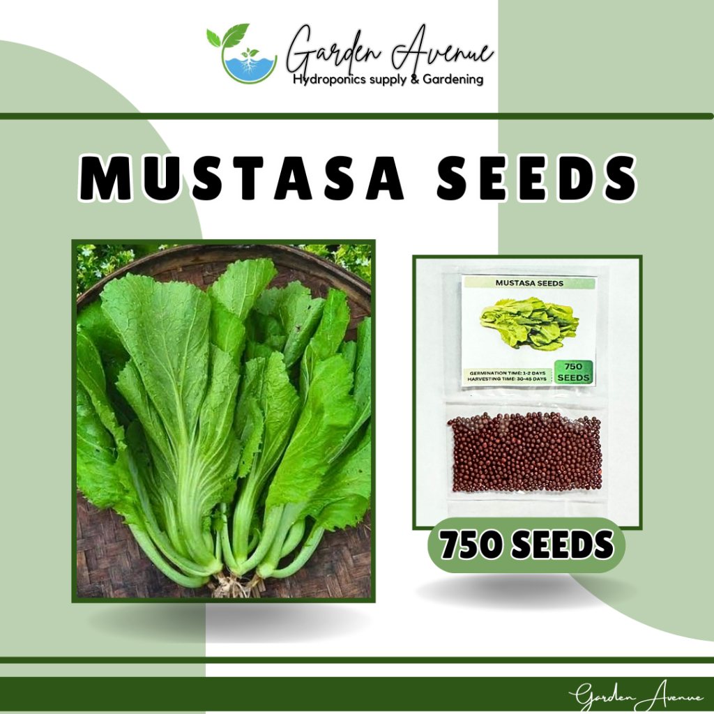 SULIT PACK! MUSTASA SEEDS (750 SEEDS) - MONTEVERDE | Shopee Philippines