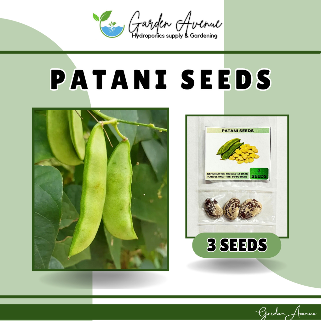 SULIT PACK! PATANI/LIMA BEAN SEEDS (3 SEEDS) - HIGH YIELD/EAST TO GROW ...