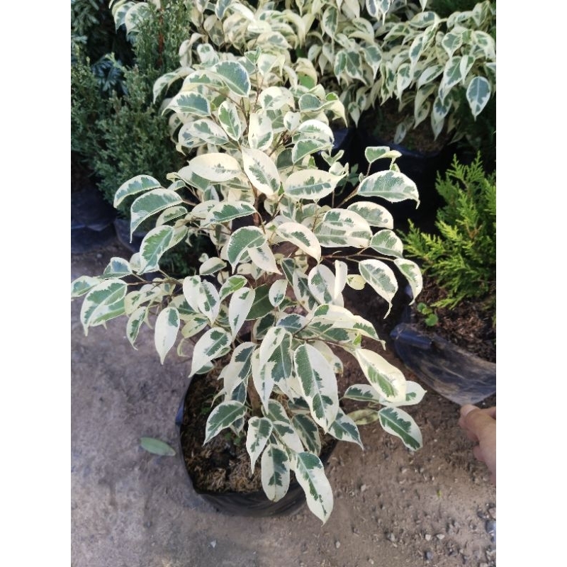 Ficus Balilit Variegated | Shopee Philippines