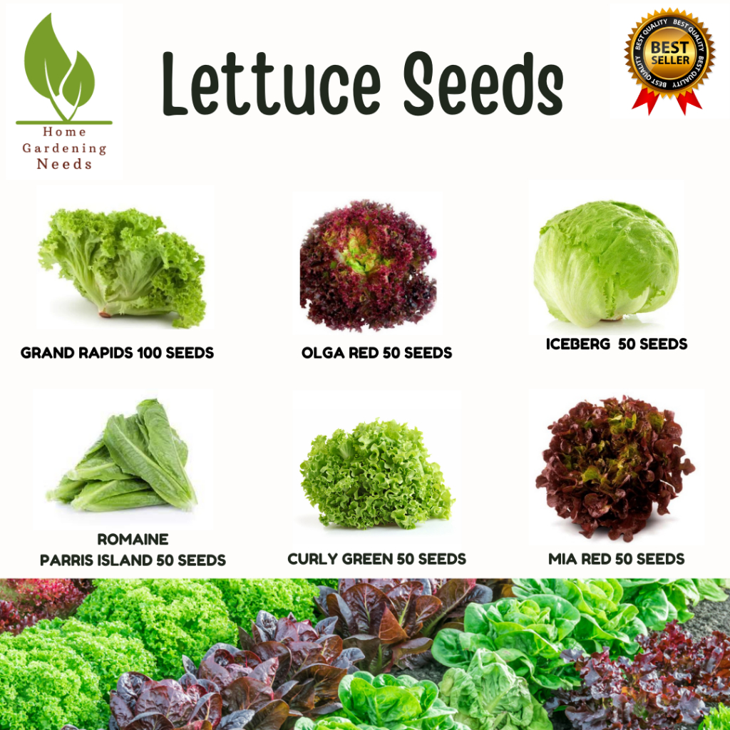 LETTUCE SEEDS - Grand rapid Lollo bionda Lollo rosso Romaine Iceberg ...