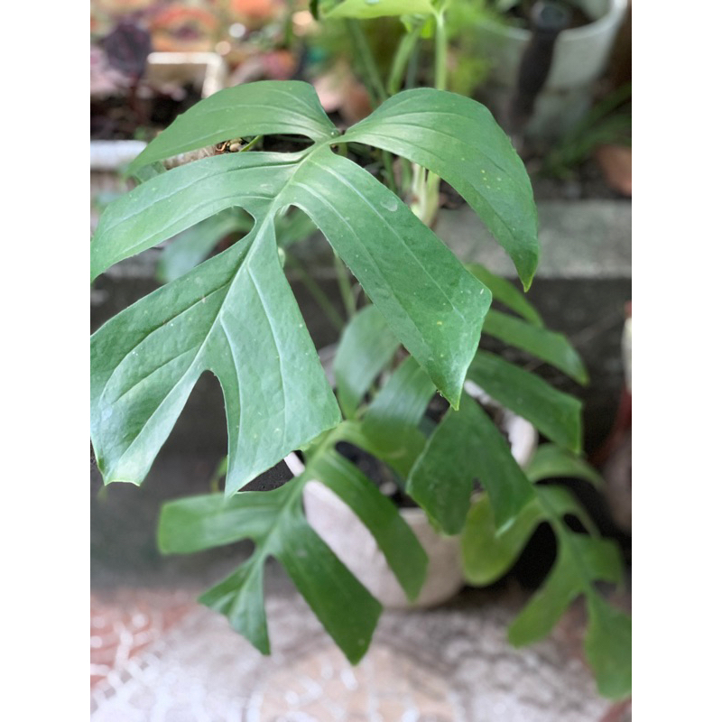 Insulin monstera madre de agua rooted plants or cuttings | Shopee ...