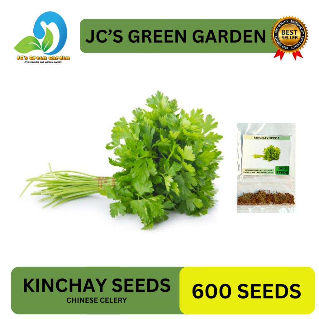 (600 SEEDS) KINCHAY SEEDS/HERBS/FOR PLANTING/CHINESE CELERY VARIETY ...