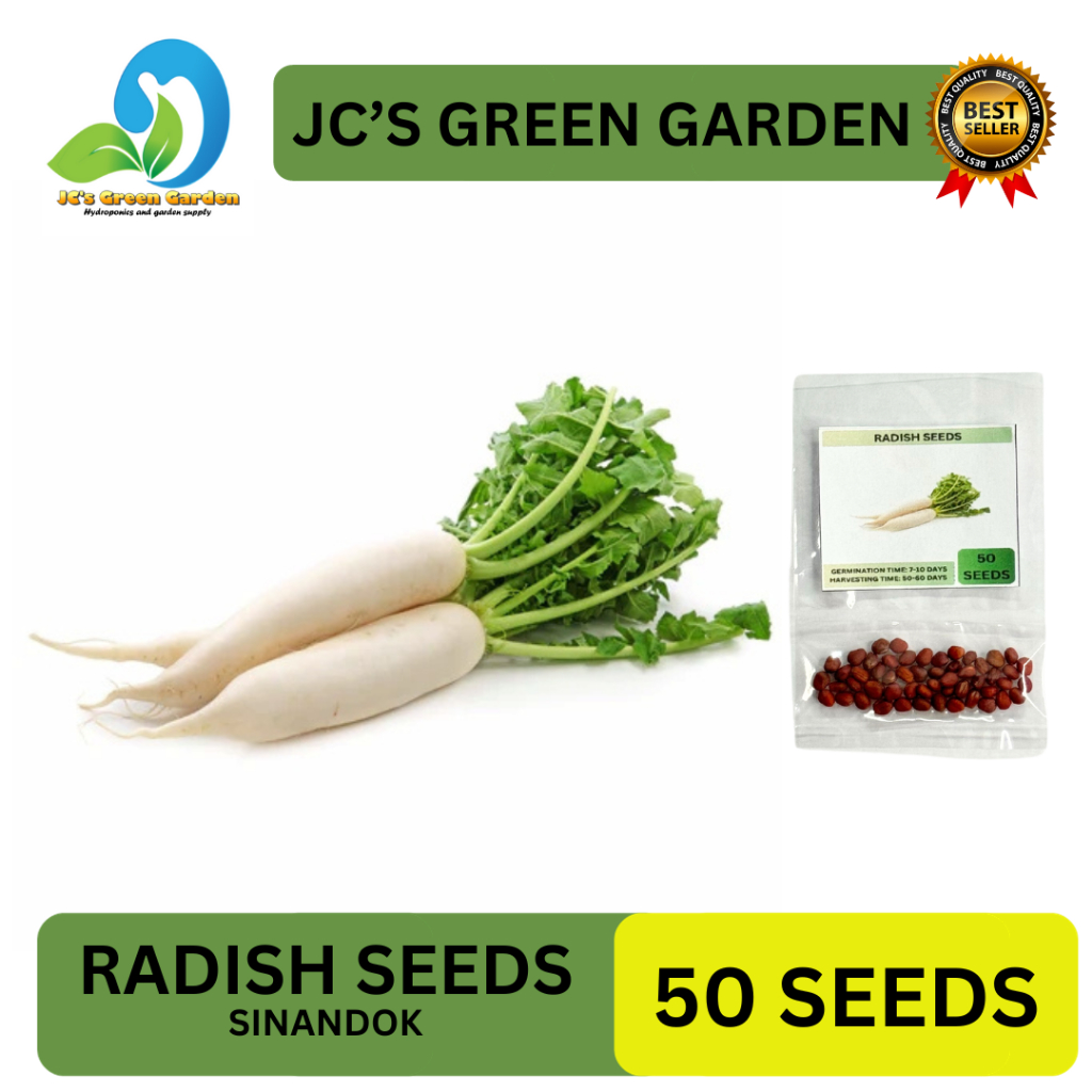 (50 SEEDS) RADISH-LABANOS SEEDS/SINANDOK VARIETY/FOR PLATING/HYBRID ...