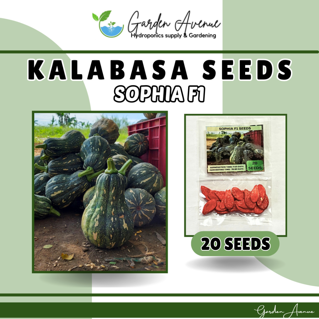 SOPHIA F1 SEEDS (20 SEEDS) - FOR PLANTING/KALABASA VARIETY | Shopee ...