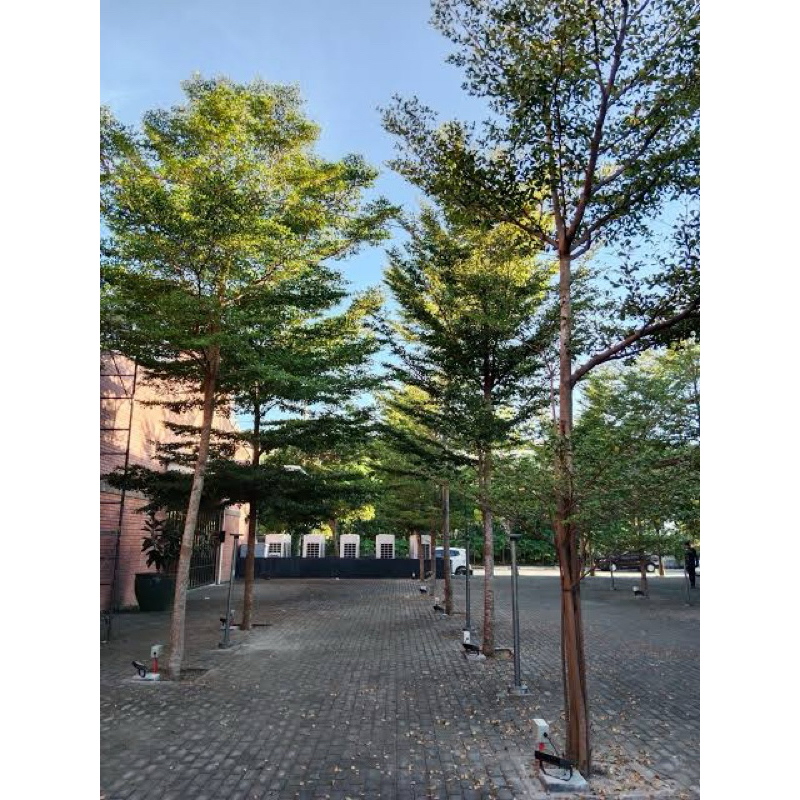 African Talisay Green | Shopee Philippines