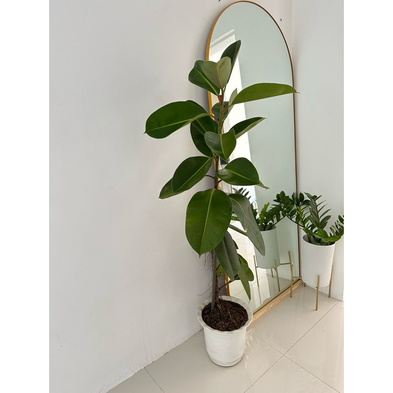 BIG Ficus rubber Tree Variety INDOOR OUTDOOR GARDEN DECORATION | Shopee ...