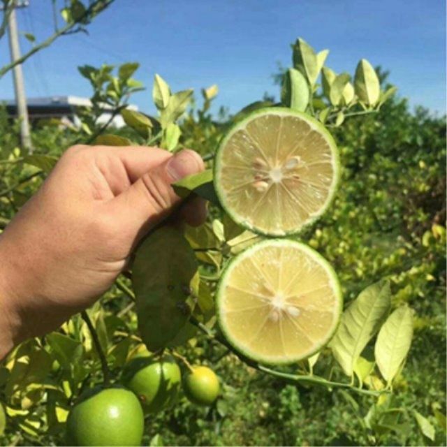 Potted lemon seedlings, perfume lemon tree seedless lemon, buy one get ...
