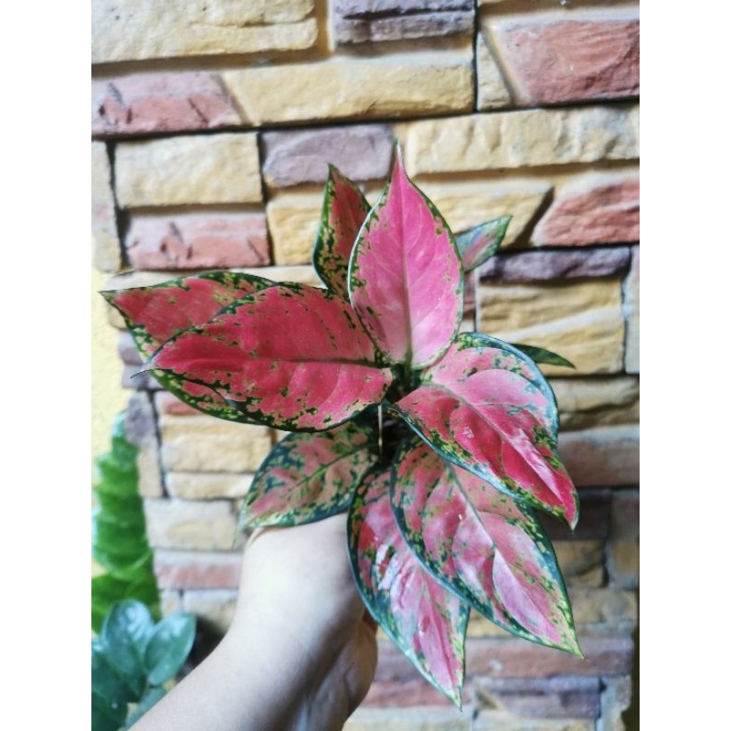 Aglaonema Ruby Strawberry | Shopee Philippines