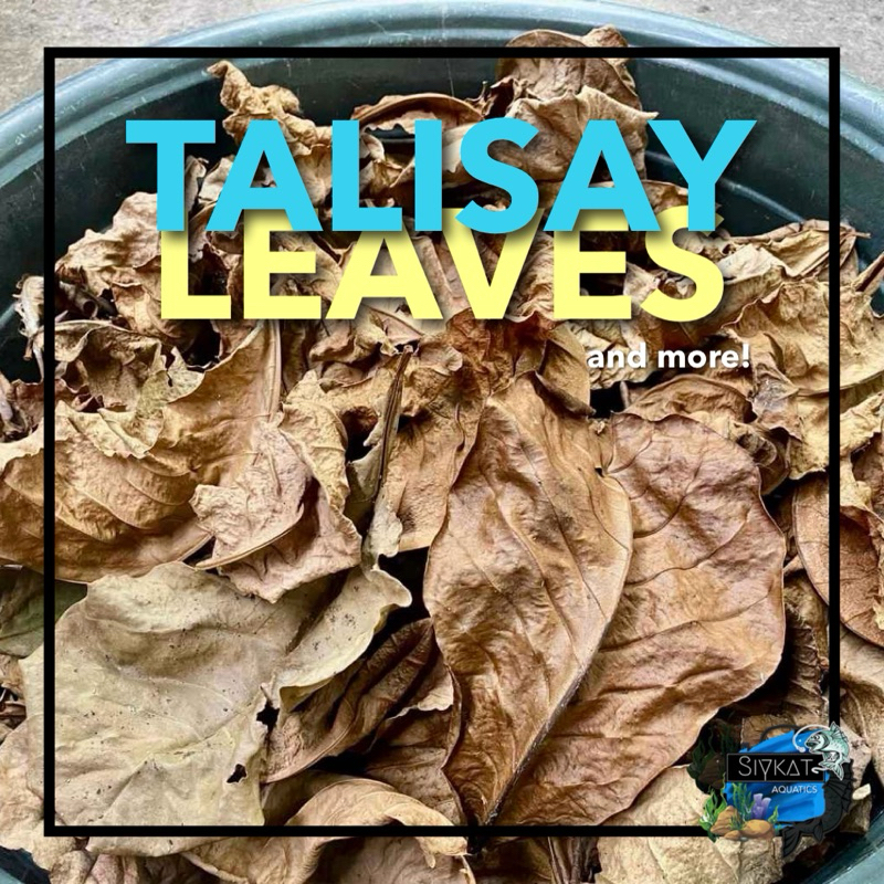 DRIED LEAVES (Talisay leaf and Mulberry leaf) | Shopee Philippines