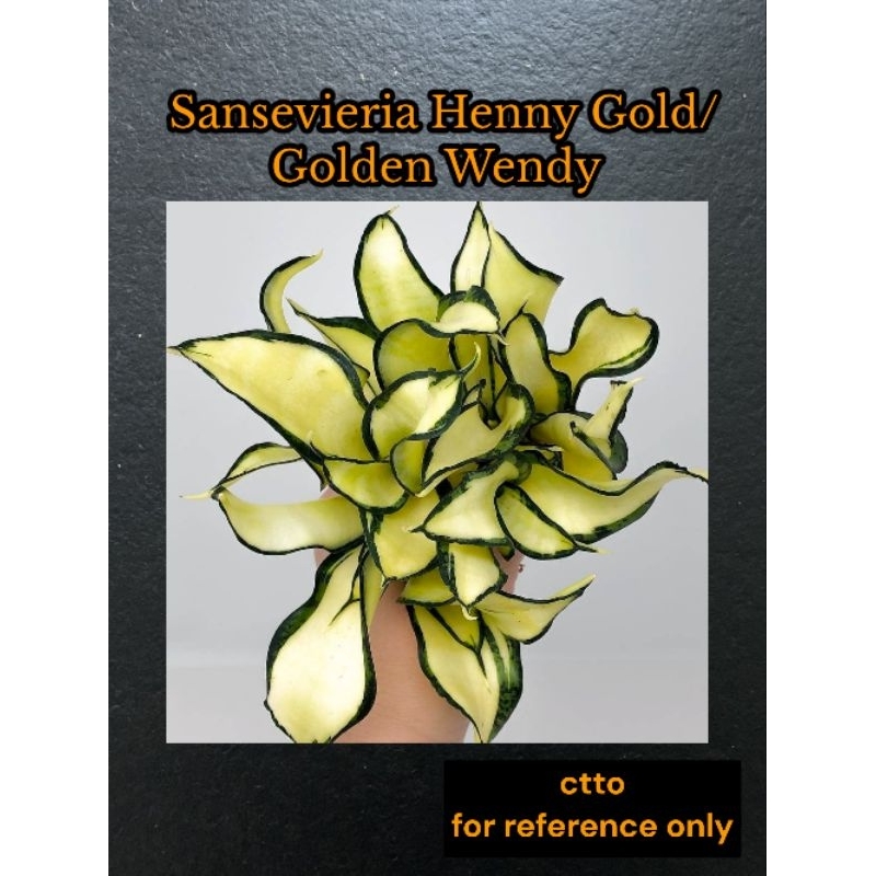 Sansevieria Henny Gold/ Golden Wendy | Shopee Philippines