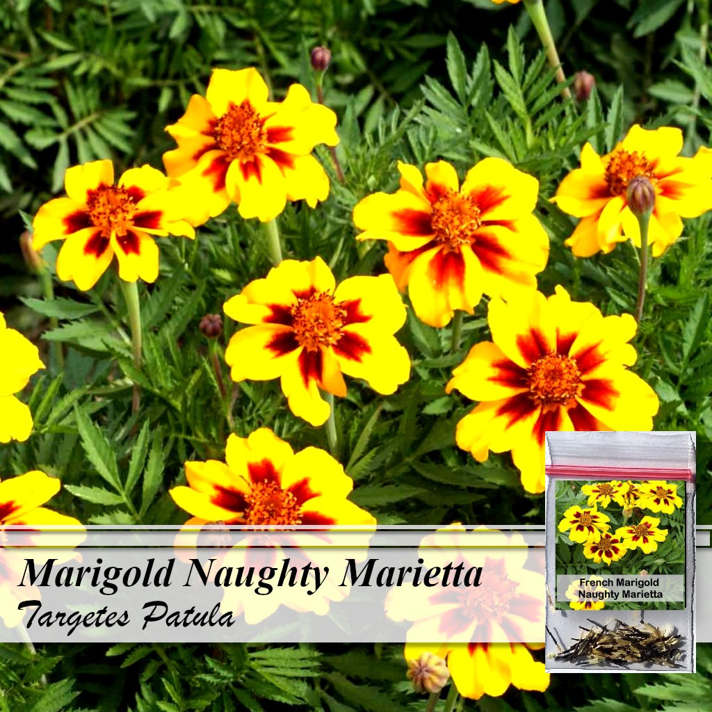French Marigold Naughty Marietta Targetes Patula 20 Seeds Yellow Single ...