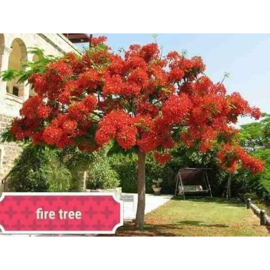 fire tree seedlings in agribag | Shopee Philippines