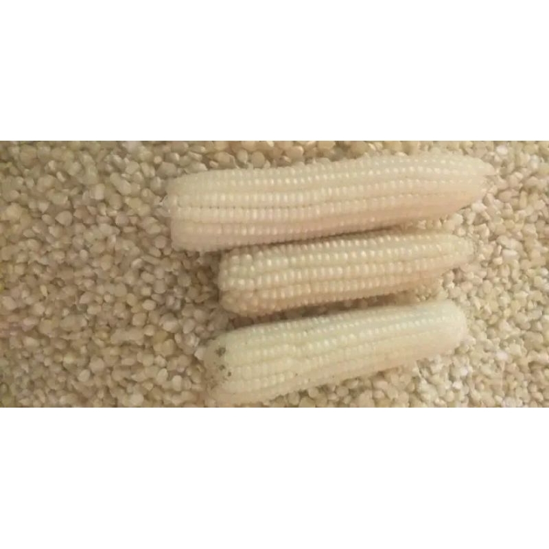 white corn seeds pang tanim lagkitan | Shopee Philippines