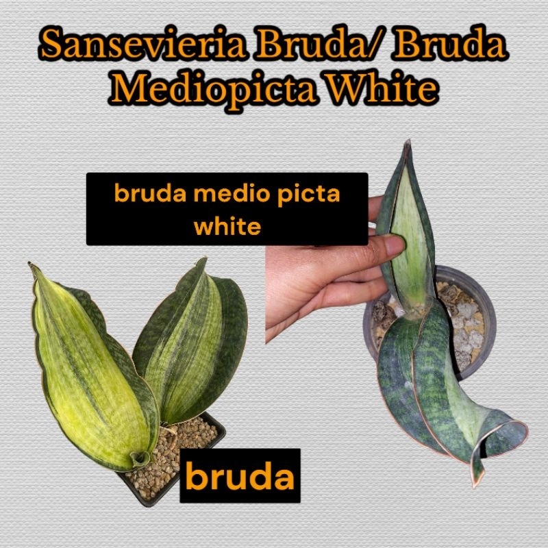 Sansevieria Bruda/ Bruda Mediopicta White (elliptica x masoniana ...