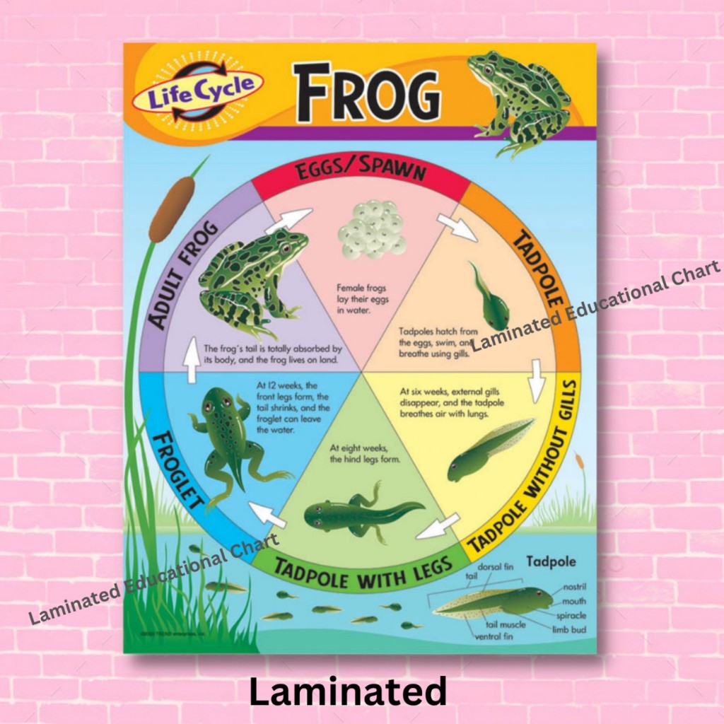 Laminated Life Cycle Charts, Food Chain, Life Cycle of A Frog, Life ...