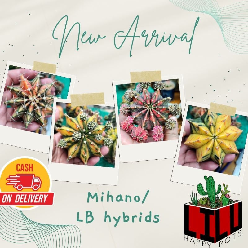 Lilu's Gymno/LB hybrid/Mihano Variegated/Gymnocalycium/Breeder/Seedling ...