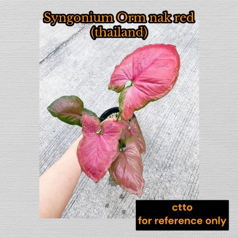 Syngonium Orm nak red(thailand) | Shopee Philippines