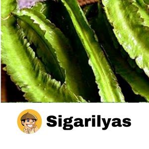 Vegetables Seeds kamatis talong pechay ampalaya sigarilyas upo lettuce ...