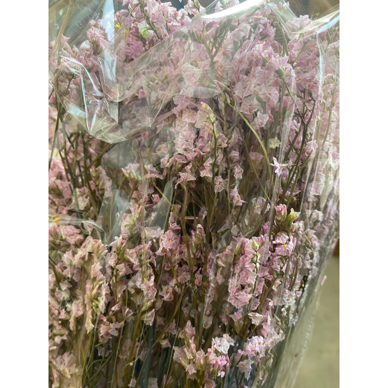 Caspia Misty White Dried flower per Bundle | Shopee Philippines