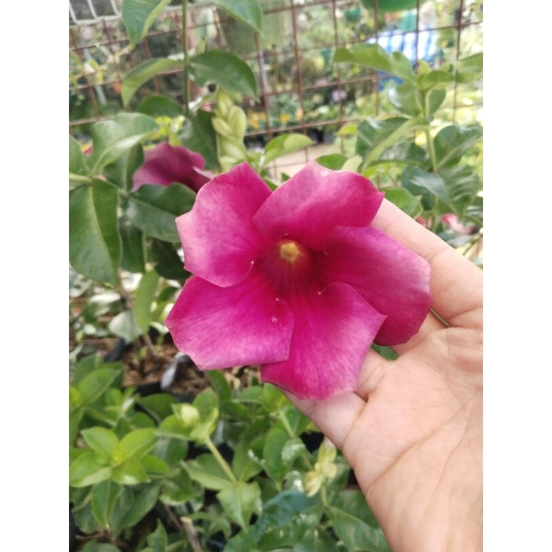 Alamanda (garden decor) | Shopee Philippines