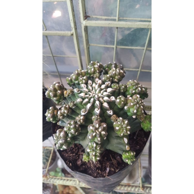 big size kiko cactus collection | Shopee Philippines