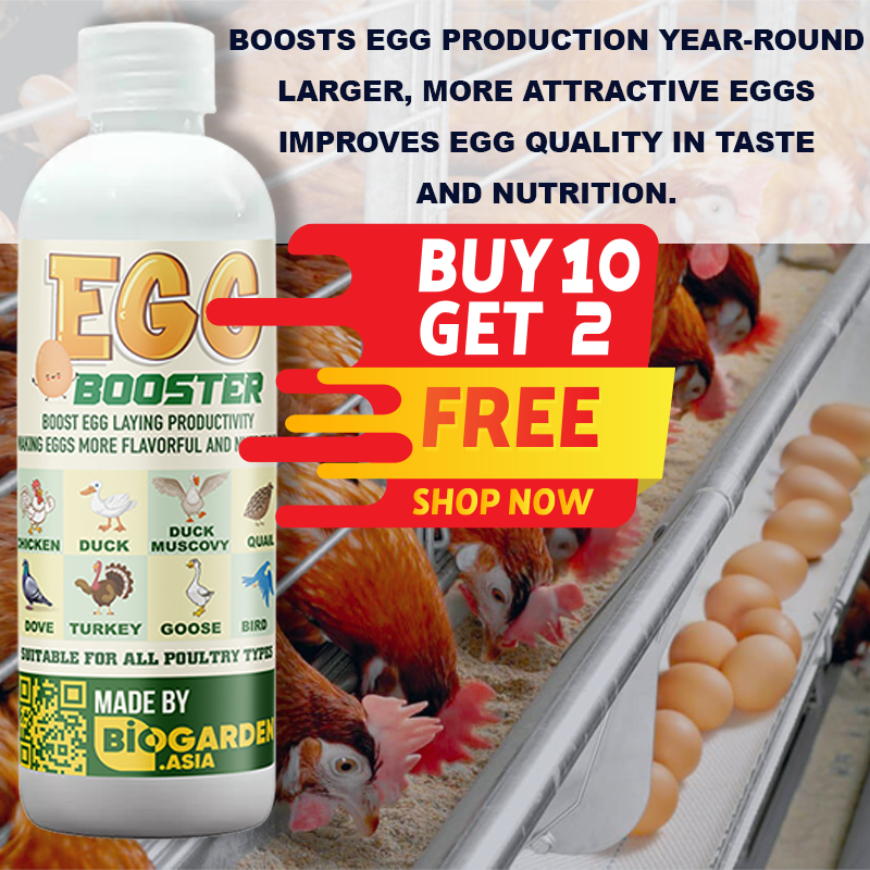 10 Bottle +2 Premium Egg-boosting powder para sa manok-Egg-booster para ...
