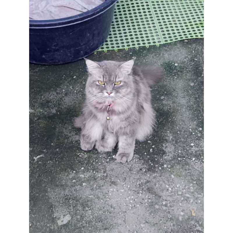 garterized Short.... | Shopee Philippines