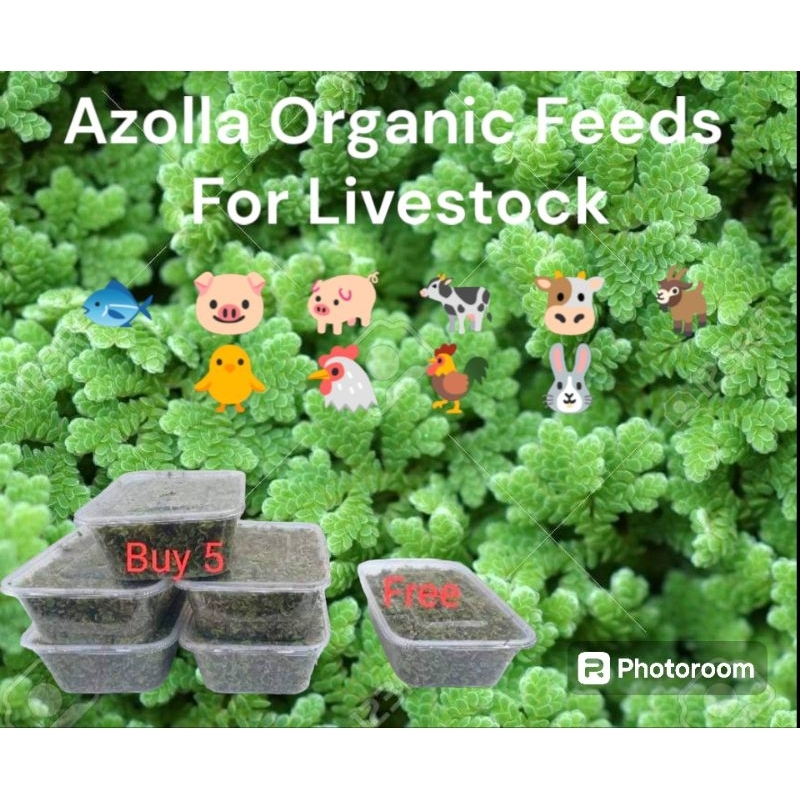 Azolla Organic Buy 5 Get 2 Free | Shopee Philippines