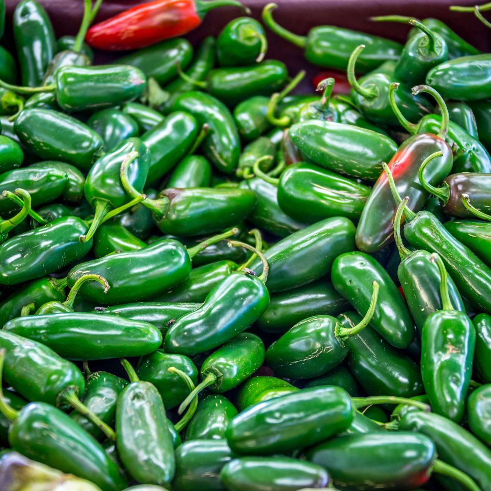 Jedi Jalapeno Hot Pepper Seeds Rare Hot Pepper Seeds Heirloom Hot ...