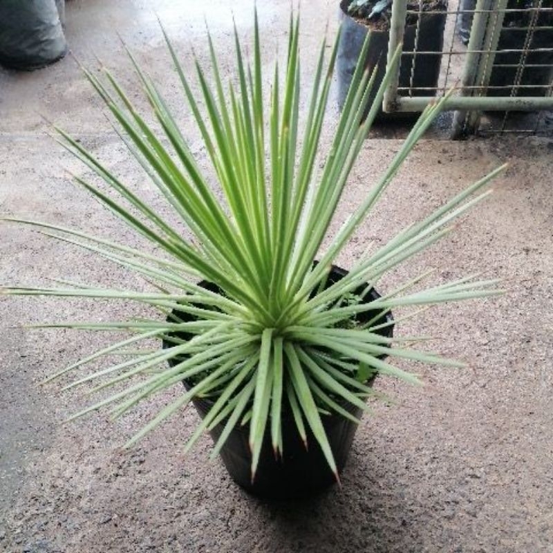 Agave Stricta /Toothpick (Big) | Shopee Philippines