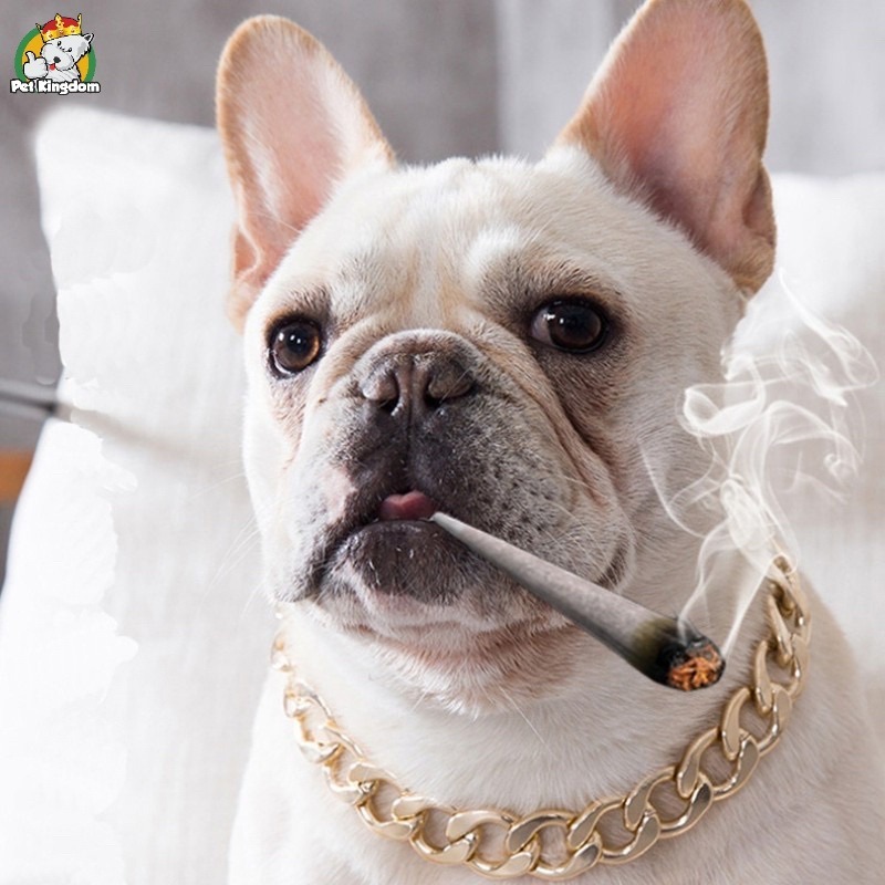 Pet Necklace Thick Gold Chain Dog Chains Plated Plastic Adjustable For ...