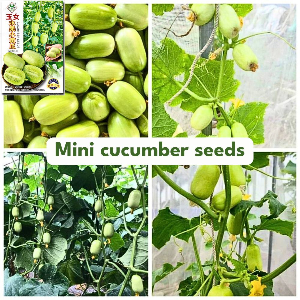 Mini round cucumber seeds, pipino cucumber, fruit seed high quality ...