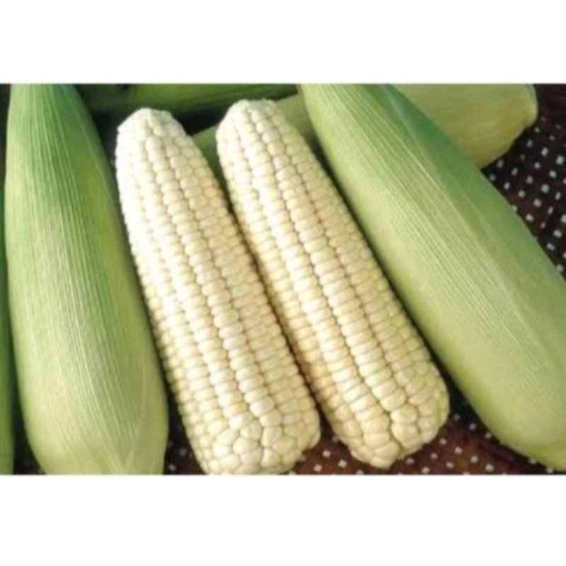 Mais Lagkitan Seeds for Planting(50seeds per pack) | Shopee Philippines