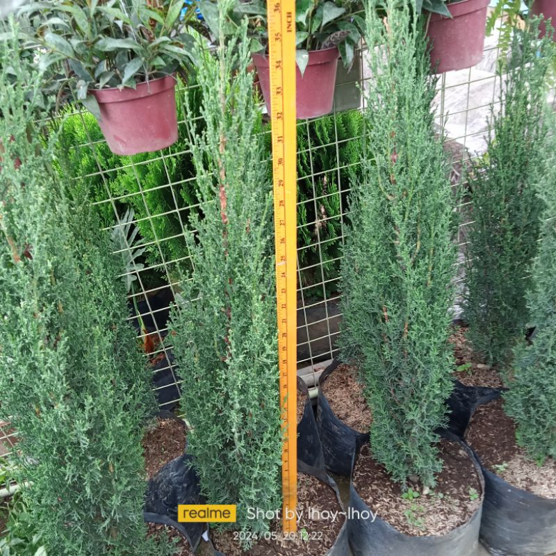 Italian pine 3ft | Shopee Philippines