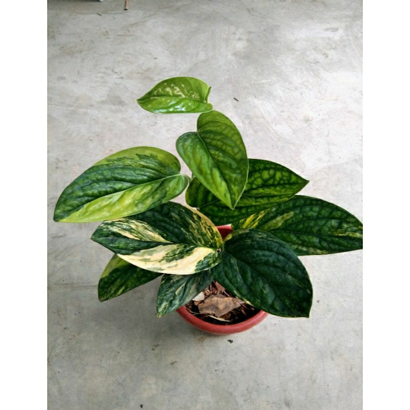 Monstera Peru Variegated lush: live plant | Shopee Philippines