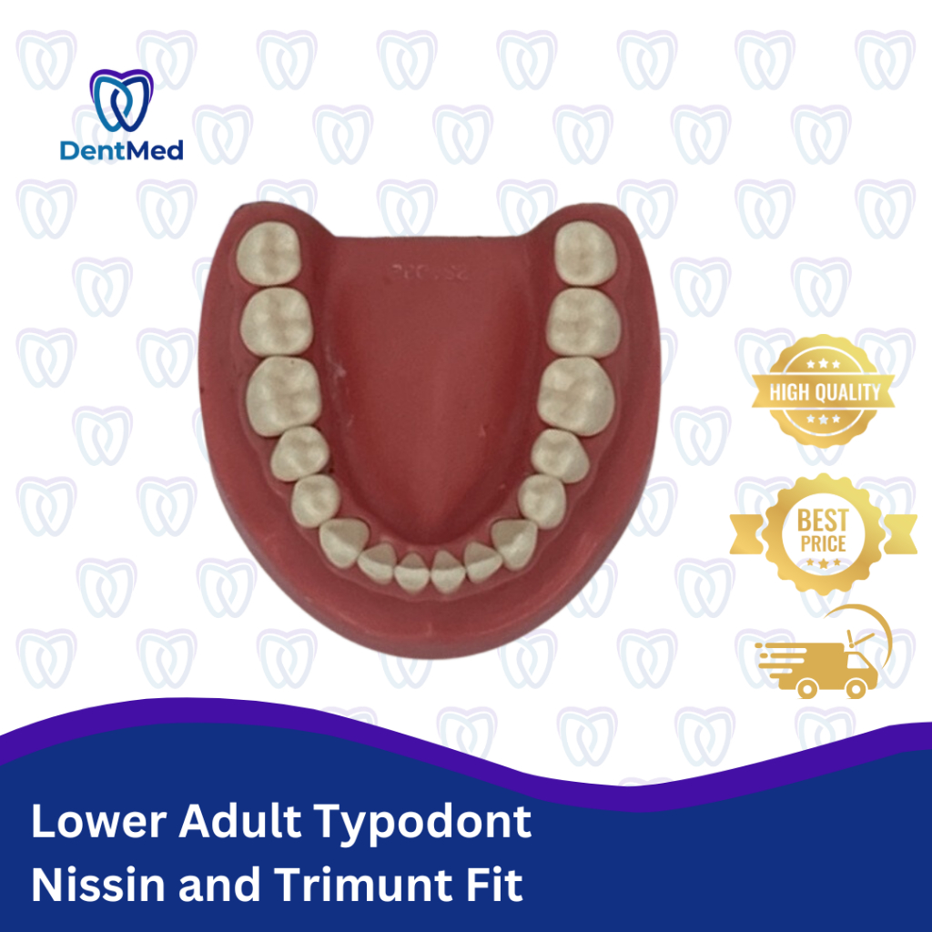 Lower Adult Typodont (Nissin and Trimunt Compatible) | Shopee Philippines