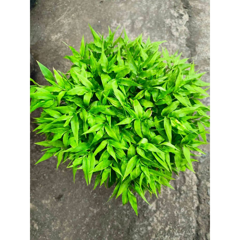 Dwarf Burmese Bamboo (Limited Stocks Only) with FREE garden soil ...