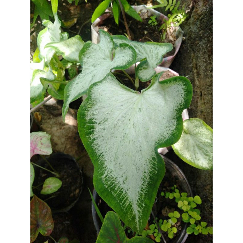 CALADIUM VARIETIES /LIVE PLANT (GROUP-DEF) | Shopee Philippines