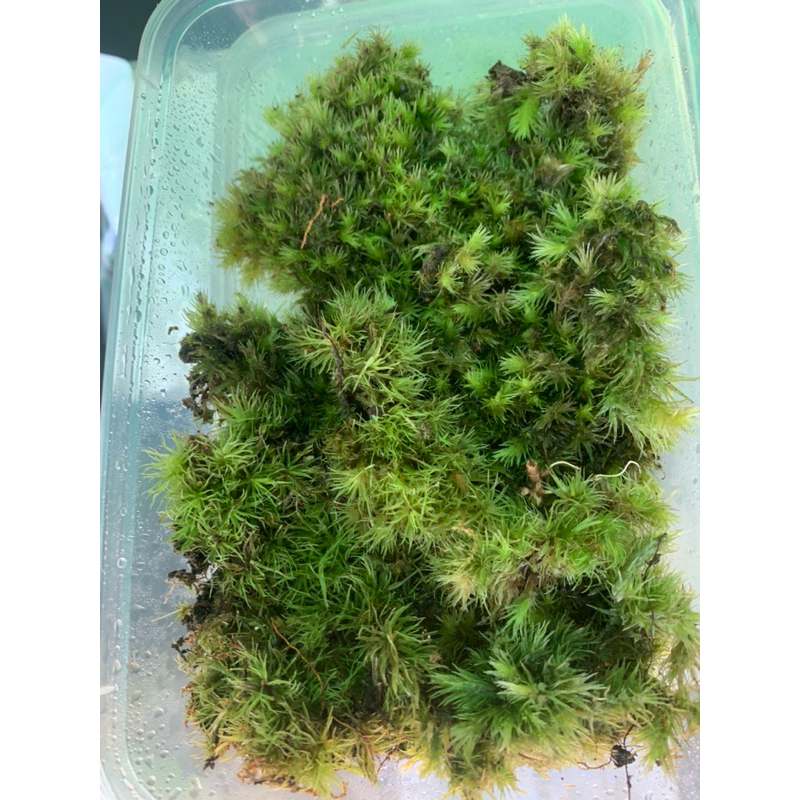 Terrarium Moss for Sale | Shopee Philippines