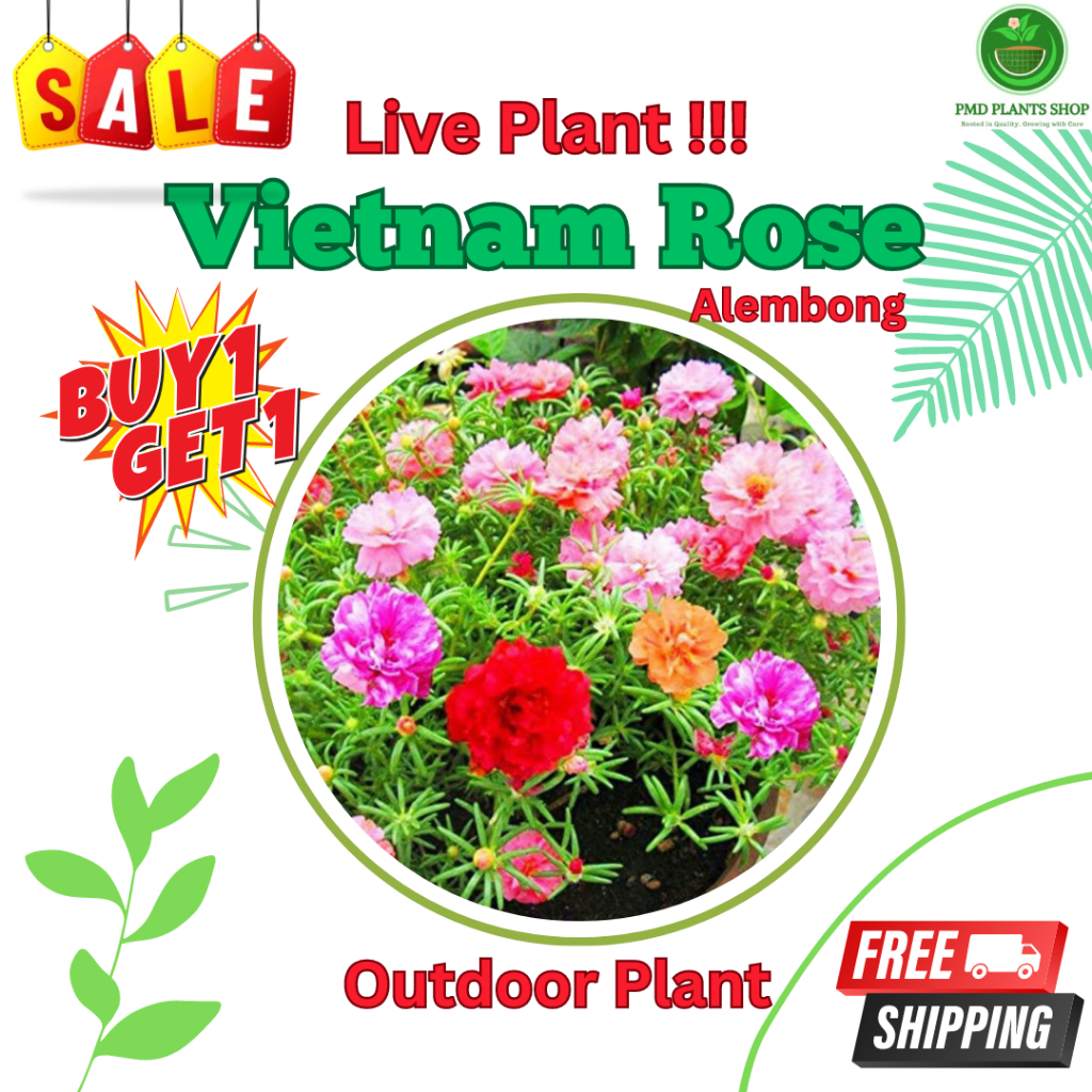 BUY 1 TAKE 1 Vietnam Rose (Alembong) Assorted Color - 2x2 size - 3 to 5 ...