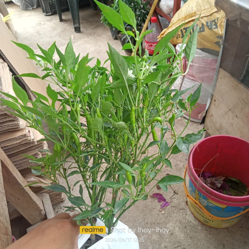 siling labuyo ***Luzon area only | Shopee Philippines