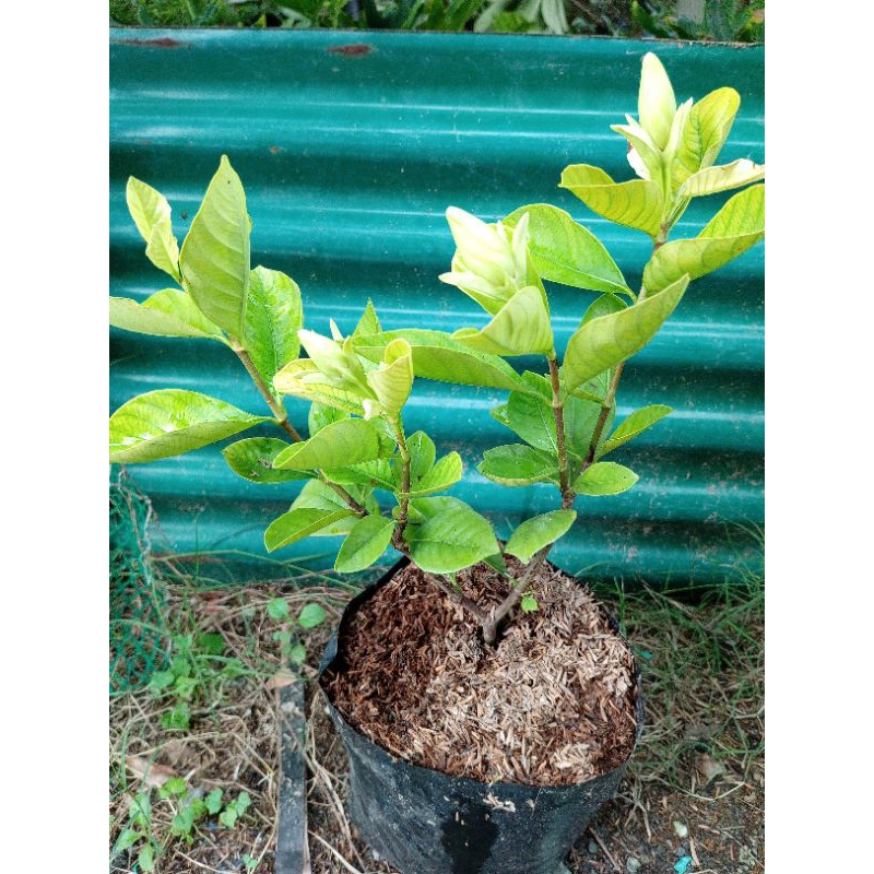 Green Rosal Flowering Live Plant Established! | Shopee Philippines