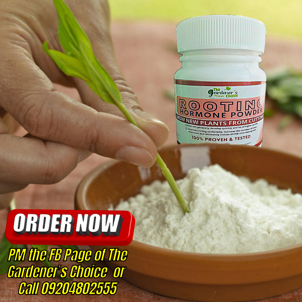 ROOTING HORMONE POWDER (45g) BY THE GARDENER'S CHOICE/ BEST SELLER ...