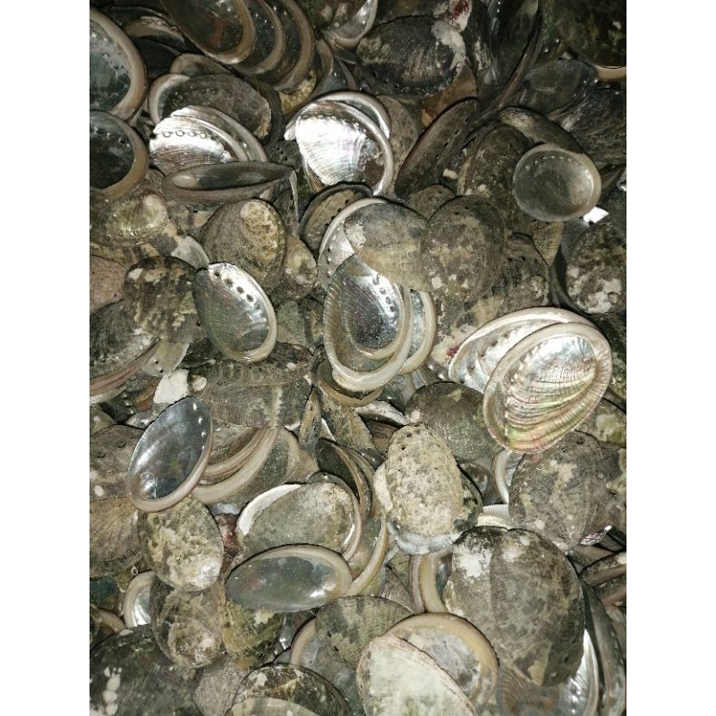 Real Seashell l Short Abalone shell l decorative l diy projects l 500g ...