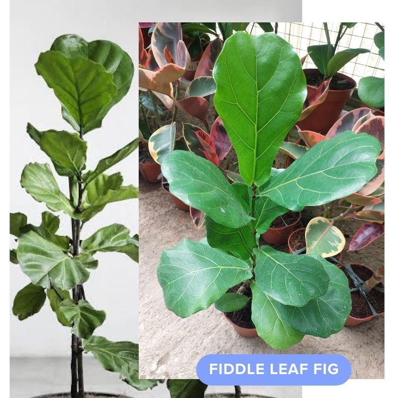 Fiddle Leaf Fig Garden Decoration 3 feet | Shopee Philippines