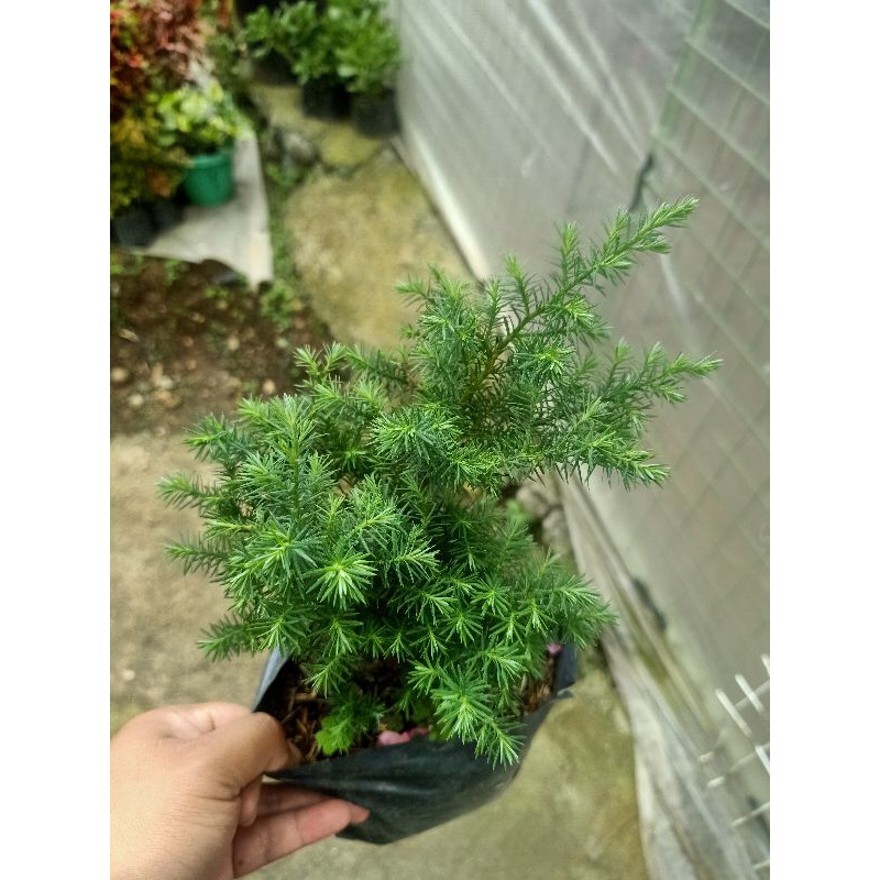 Silver cypress (garden decor) | Shopee Philippines