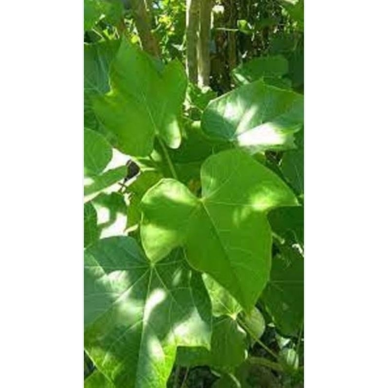 Tuba Tuba Leaves/Talantangan (100Leaves/Pack) | Shopee Philippines