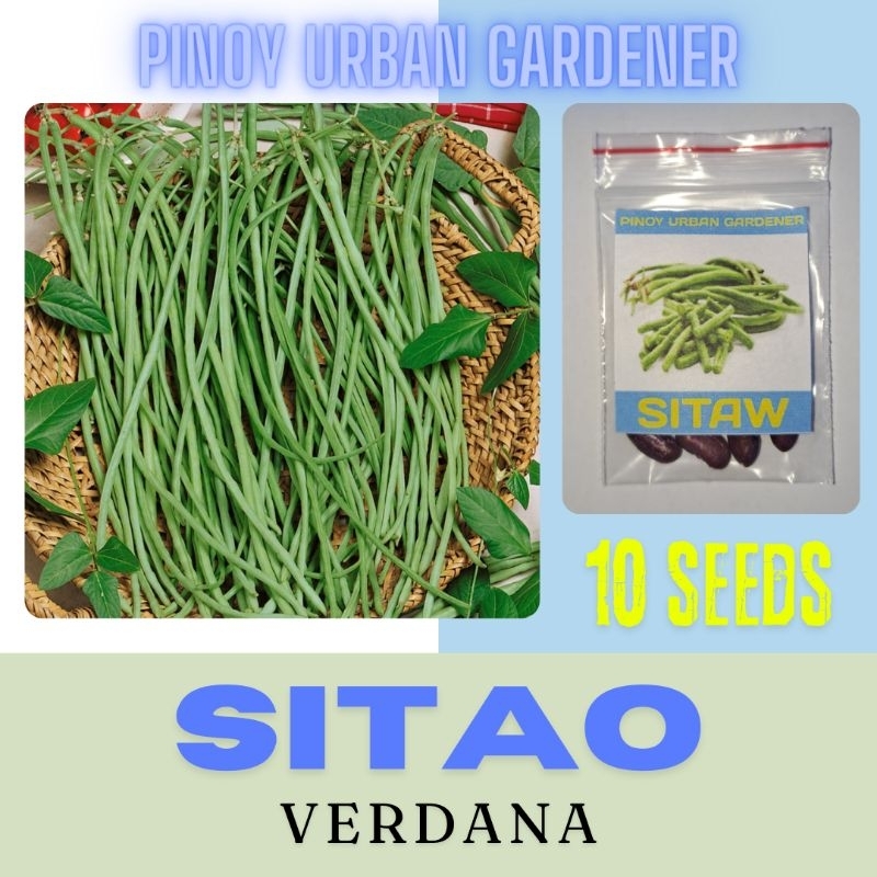 HIGH YIELDING SITAO SEEDS ( 10 Seeds - 60 Seeds ) | Shopee Philippines