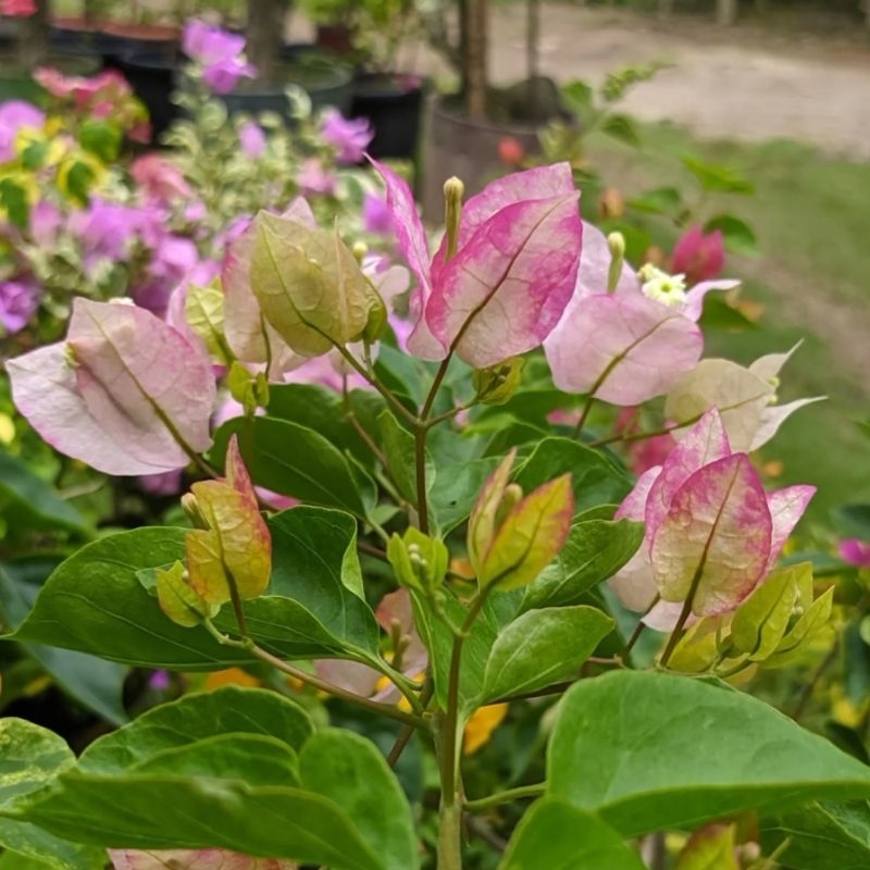 Green Leaf Bougainvillea Stem Cuttings (1 stem, no roots) | Shopee ...